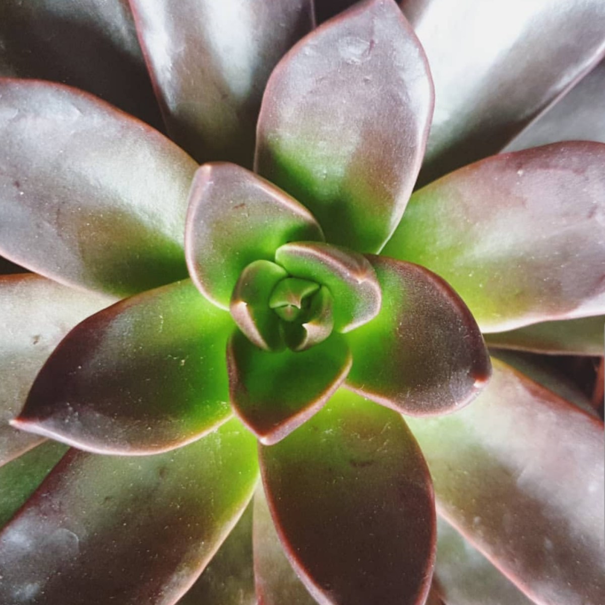 The “Student Lifestyle” and Mental Health – Eliza Blooms